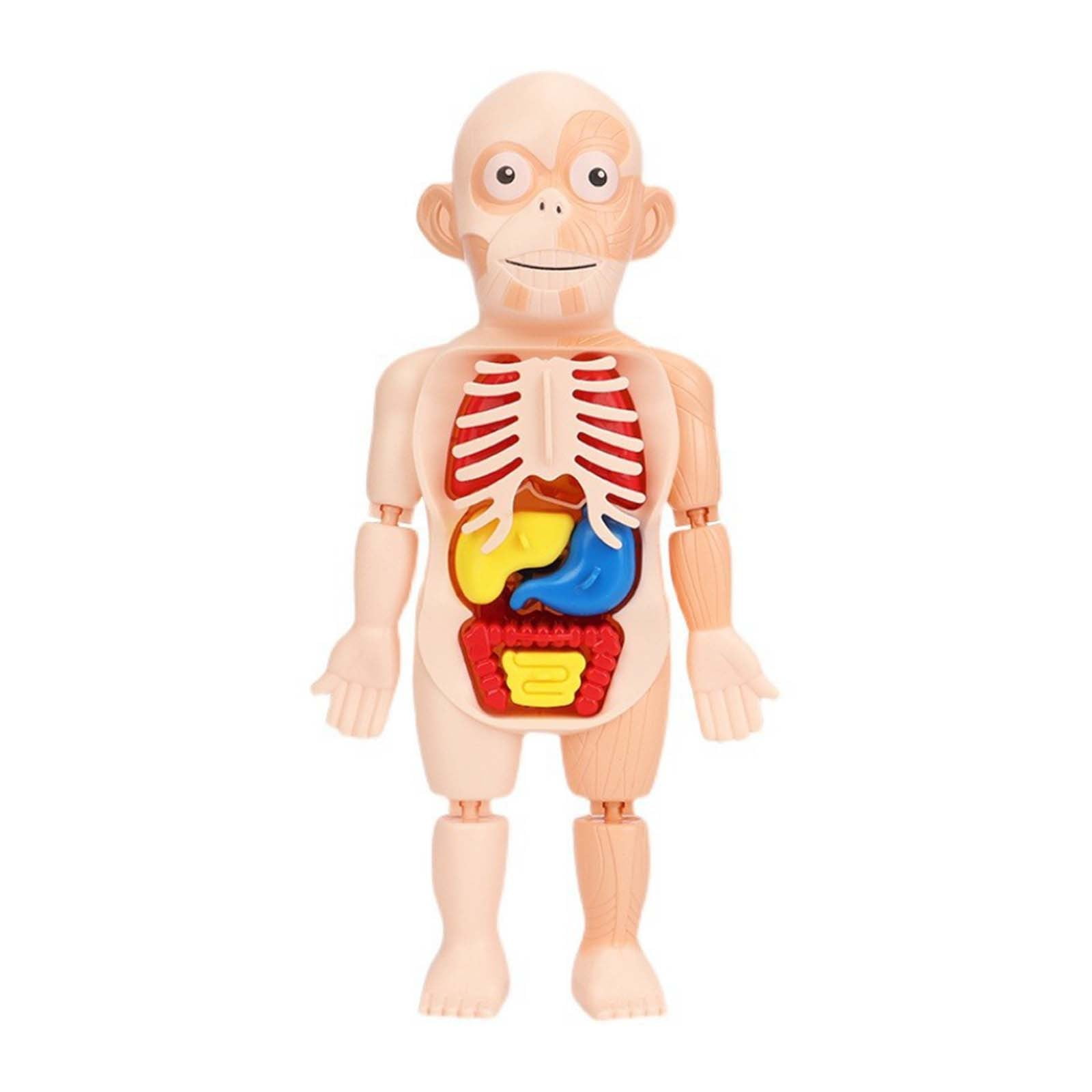 Yolmart Human Anatomy Model Kit Educational DIY Assembly Toy For ...