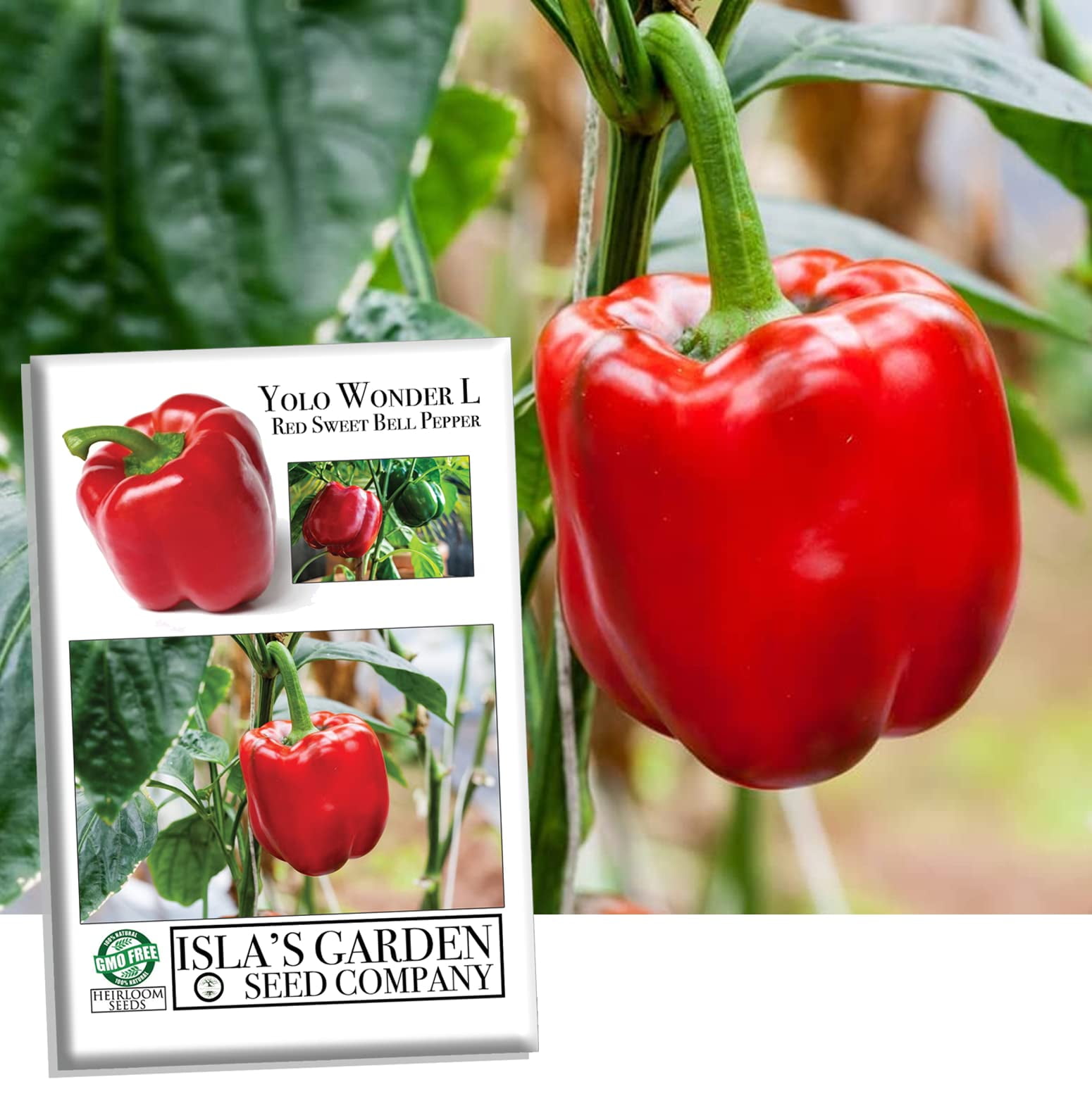 Yolo Wonder L Red Sweet Bell Pepper MHD1Seeds for Planting, 100+ Heirloom Seeds Per Packet ...