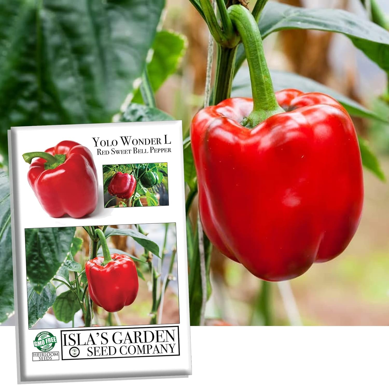 Yolo Wonder L Red Sweet Bell Pepper Seeds for Planting, 100+ Heirloom ...