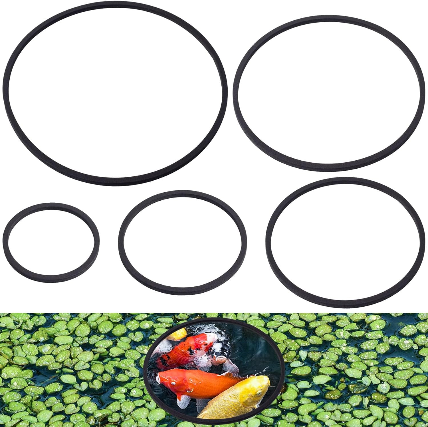 Yoqb 5pcs Fish Feeding Rings Set, Floating Aquarium Plant Corral, Round ...