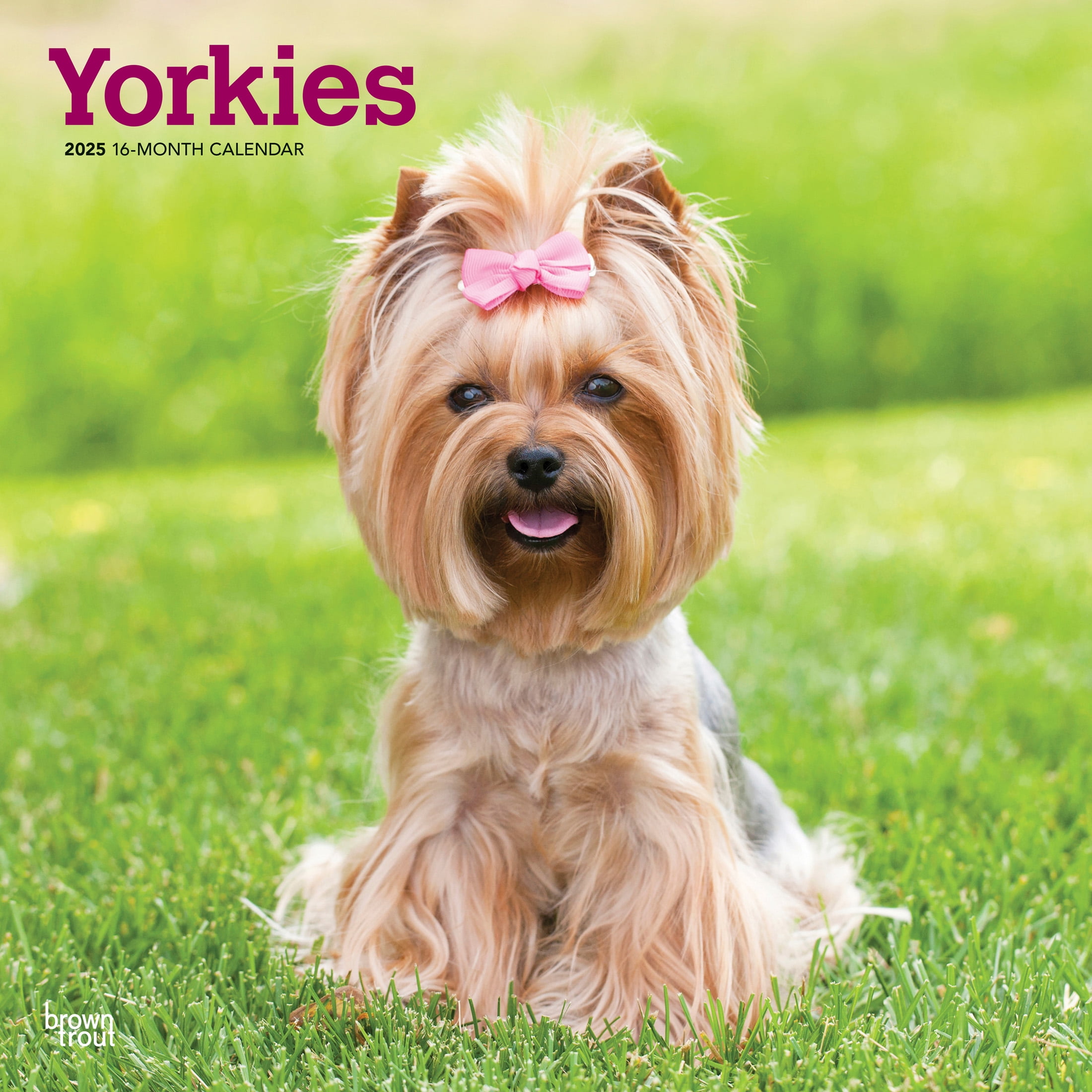 Yorkshire Terriers | 2025 12x24" (Hanging) Square Wall Calendar ...