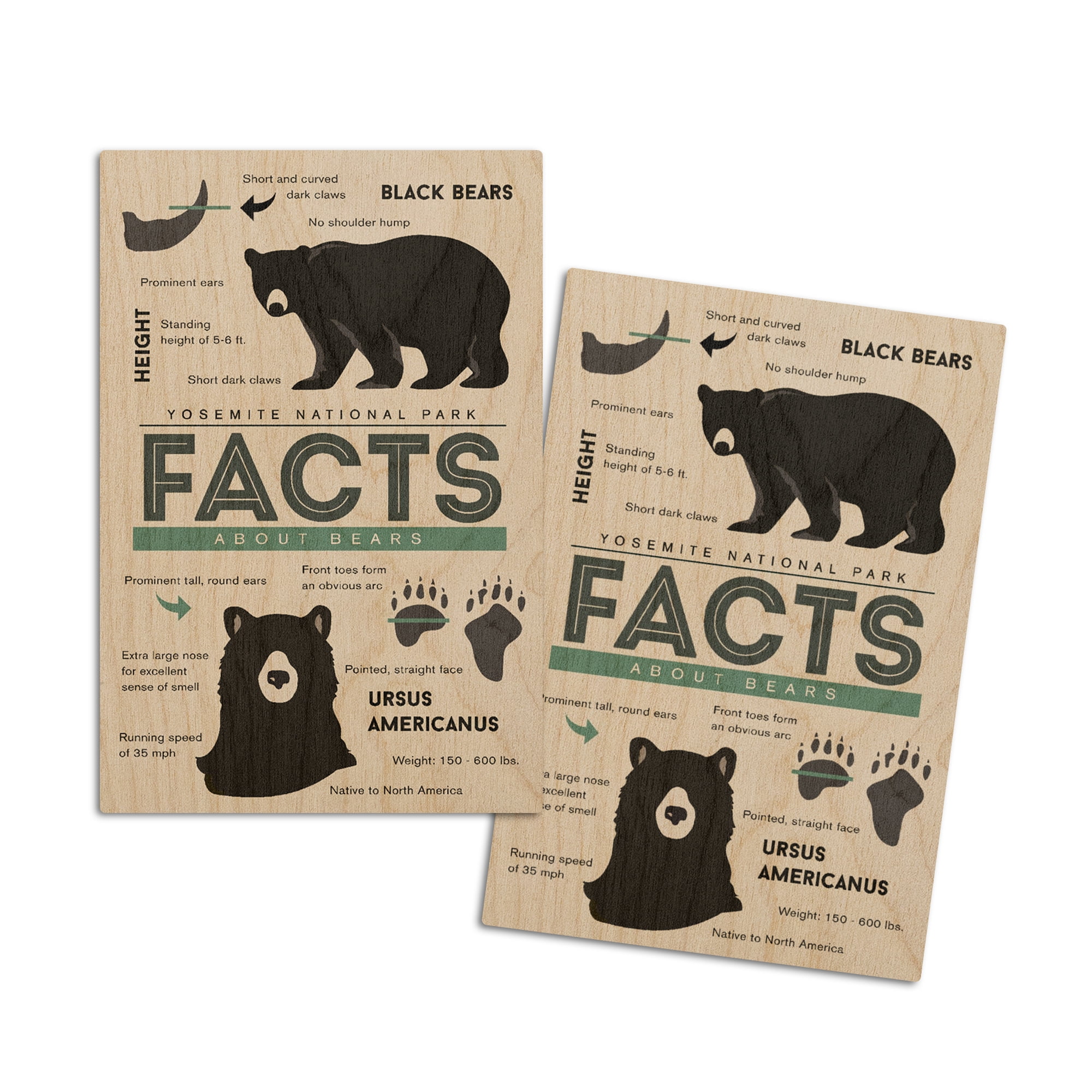 Yosemite National Park, California, Facts about Black Bears (4x6 Birch ...