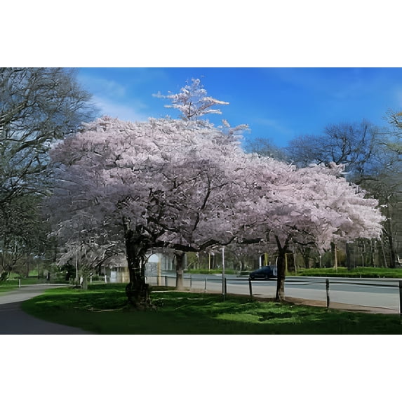 "Yoshino Flowering Cherry Tree Plant 6-12"" in Height - 3"" Potted ...