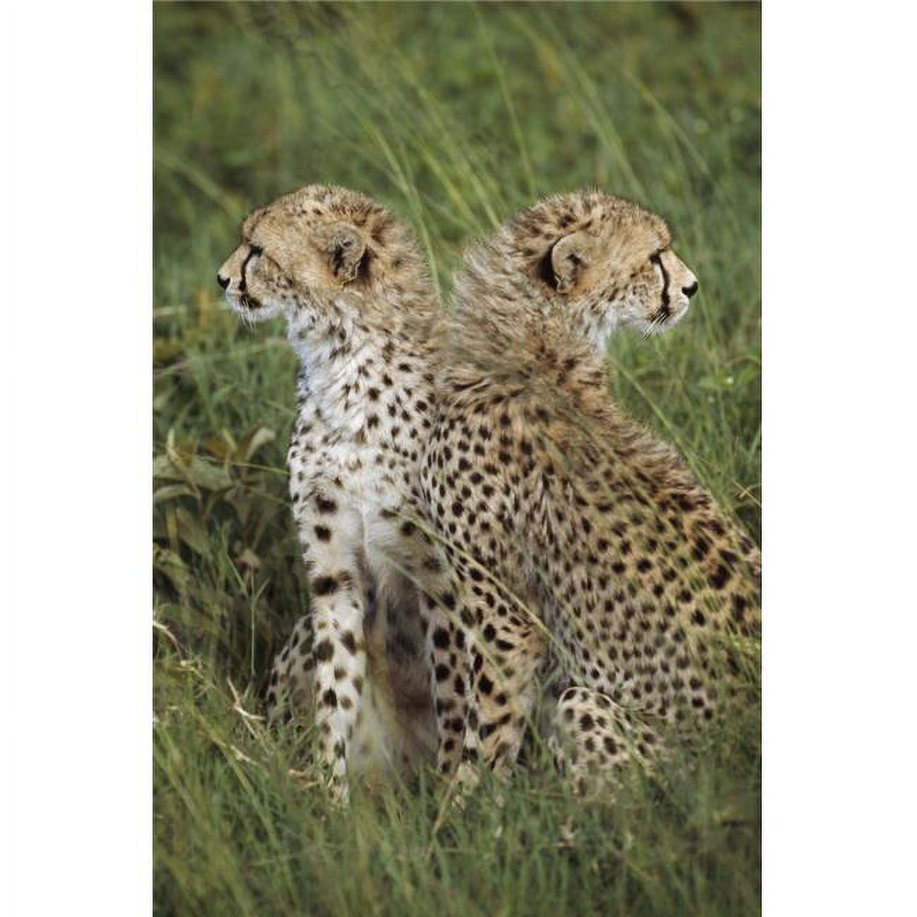Young Cheetahs In Grassland Habitat Africa Poster Print - 12 x 19 ...