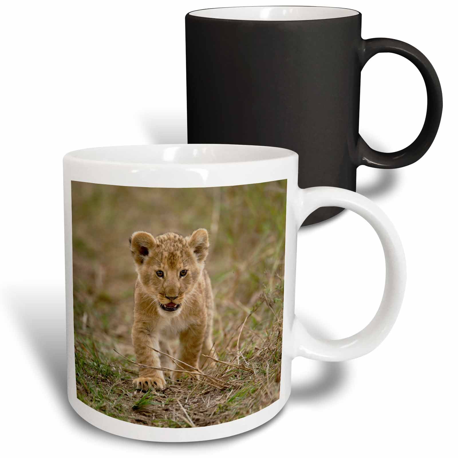 3drose, Young Lion Cub, Masai Mara Game Reserve, Kenya-af21 Aje0494 ...