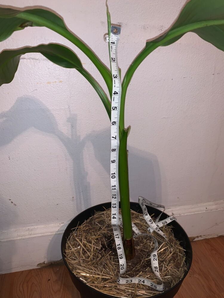 Young Musa Basjoo Banana plants - Various sizes: 1 ft - 4 ft Cold Hardy ...