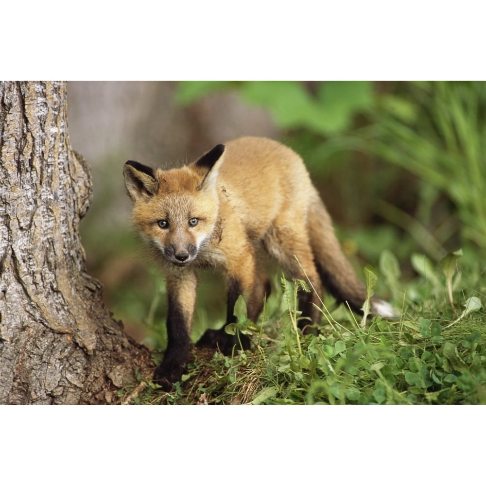 Young Red Fox Kit In Forest Near Golf Course Elmendorf Airforce Base ...
