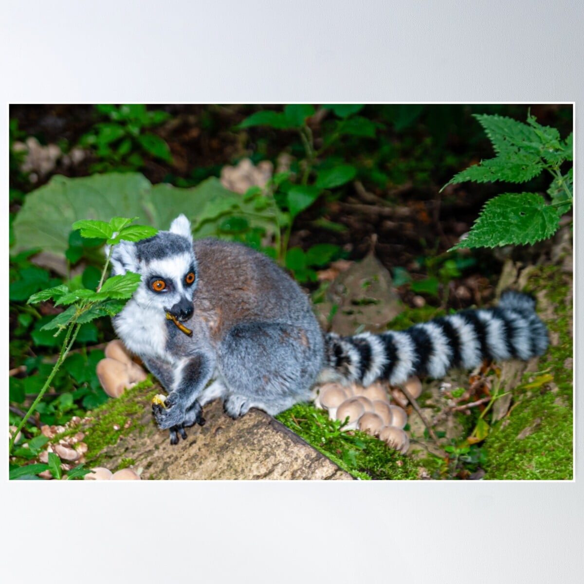 Young Ring-Tailed Lemur In Woodland Poster Wall Art, Modern Wall Decor ...