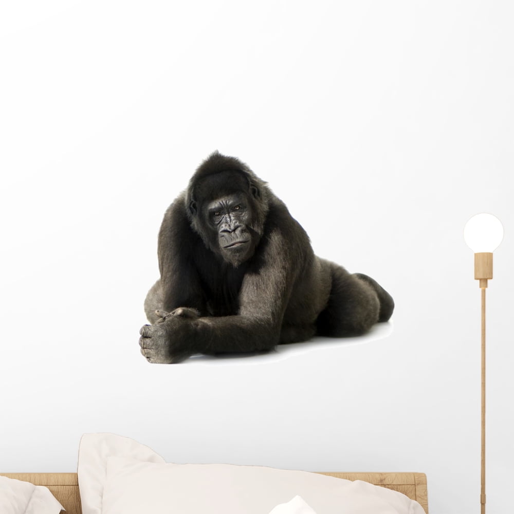Young Silverback Gorilla Wall Decal by Wallmonkeys Peel and Stick ...