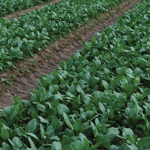 Yu Choy Sum Seeds - Early Green - 1 Oz ~19000 Seeds - Non-GMO, Heirloom ...