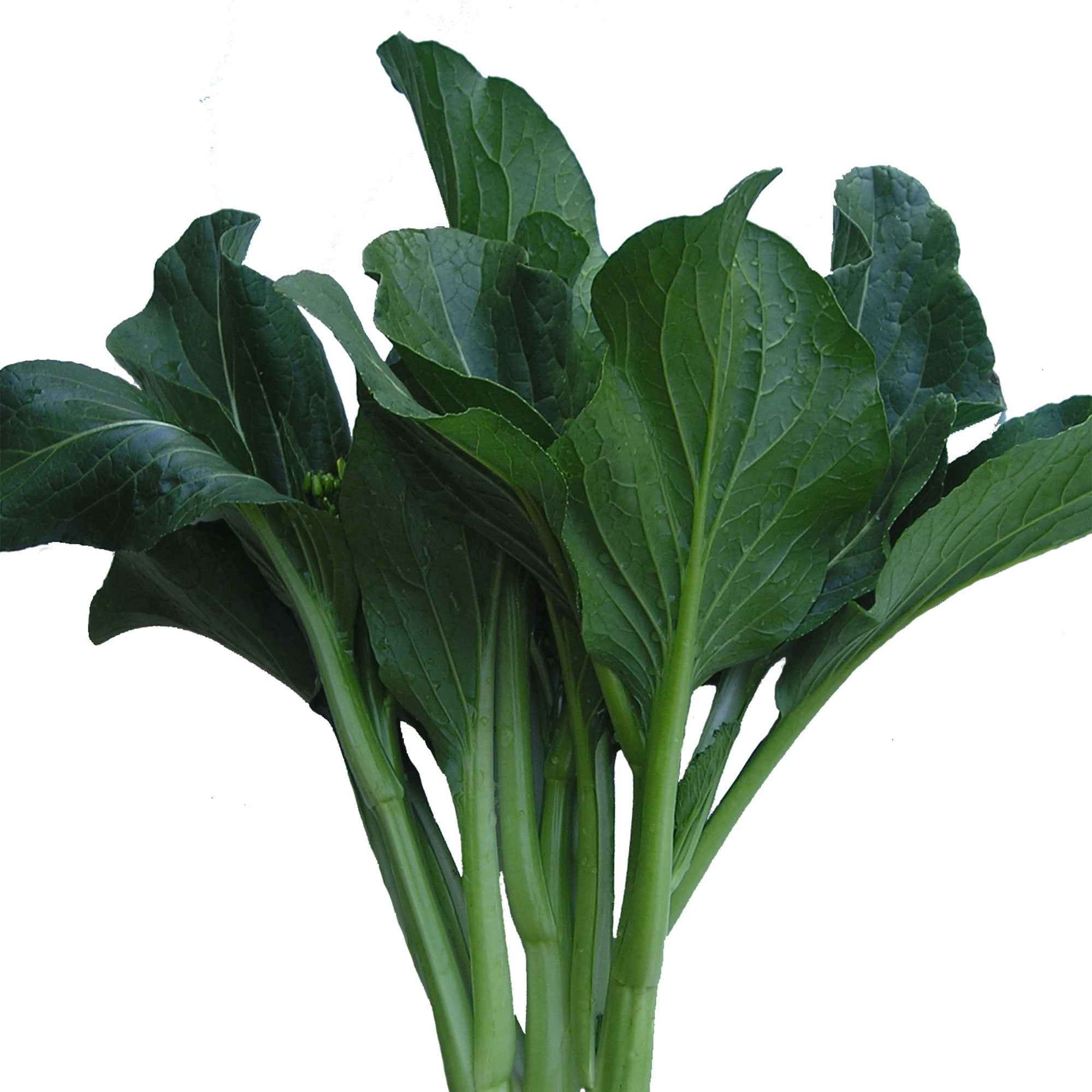 Yu Choy Sum Seeds - Late Green - 1 Oz ~6100 Seeds - Non-GMO, Heirloom ...