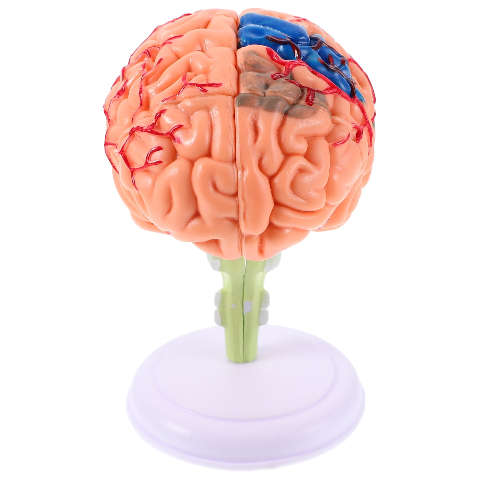 Yuanmiaoke Health Gear Human Brain Model Medical Anatomical Brain Model ...