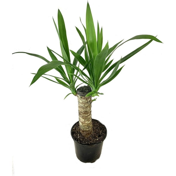Yucca Cane Plant - Live Plant in a 6 inch Pot - Yucca Guatemalensis ...