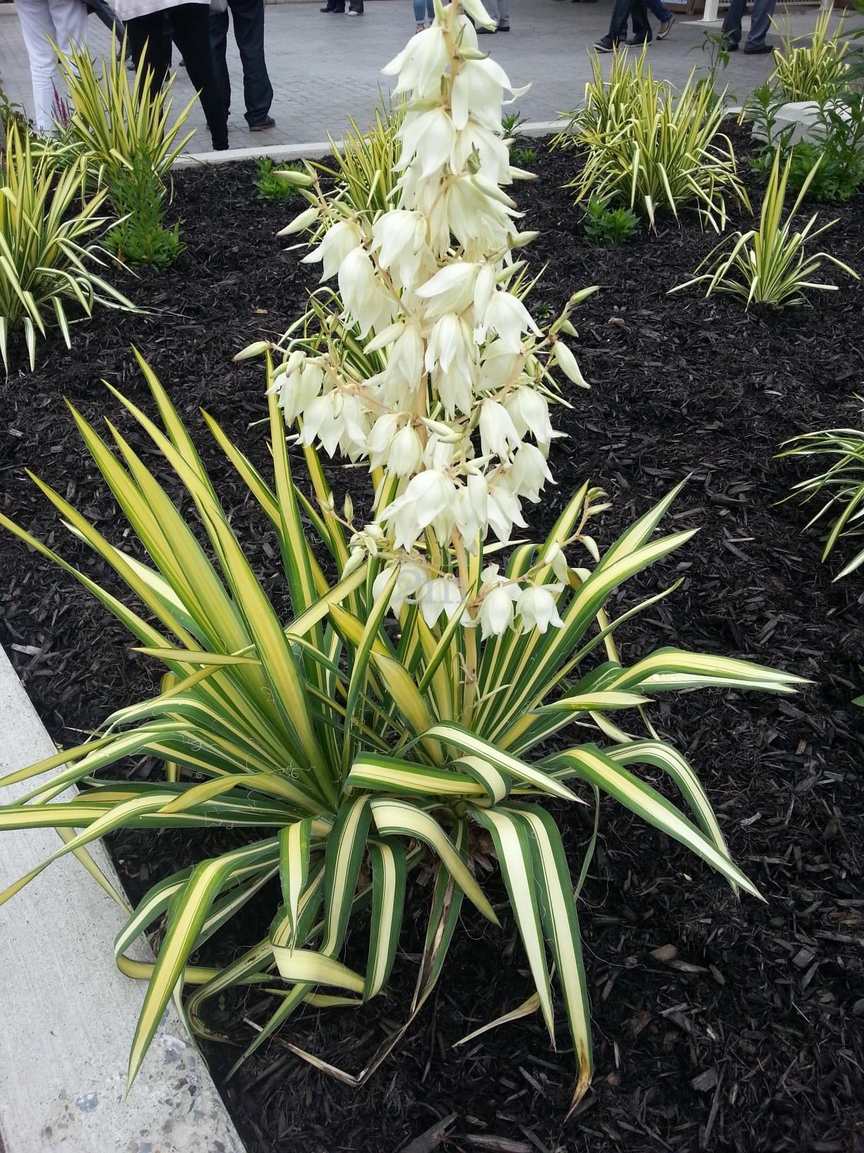 Yucca 'Color Guard' - Variegated Adam's Needle- Live Starter Plant ...