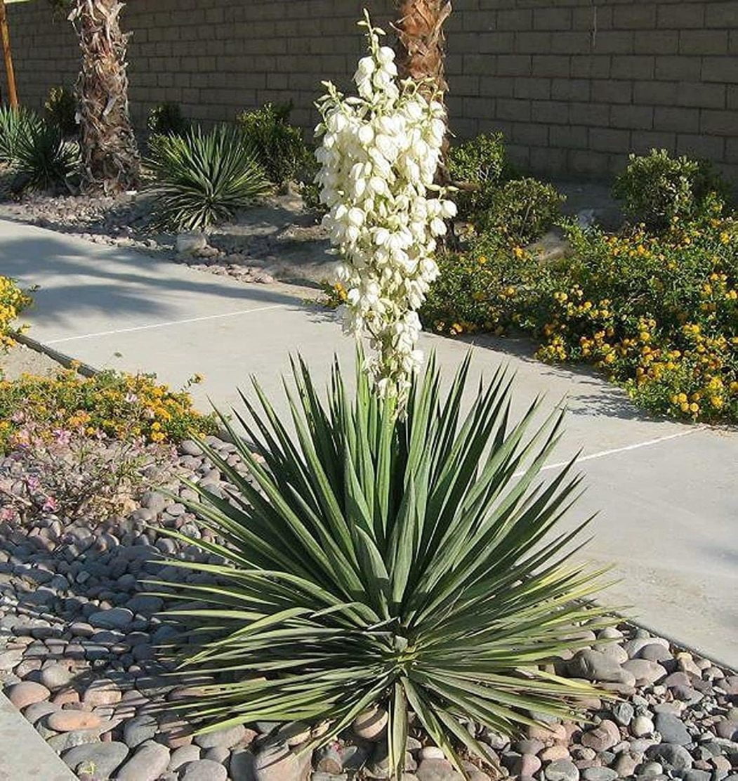 Yucca Plant Adams Needle 20 Inches Tall Landscaping Plants Flowers ...