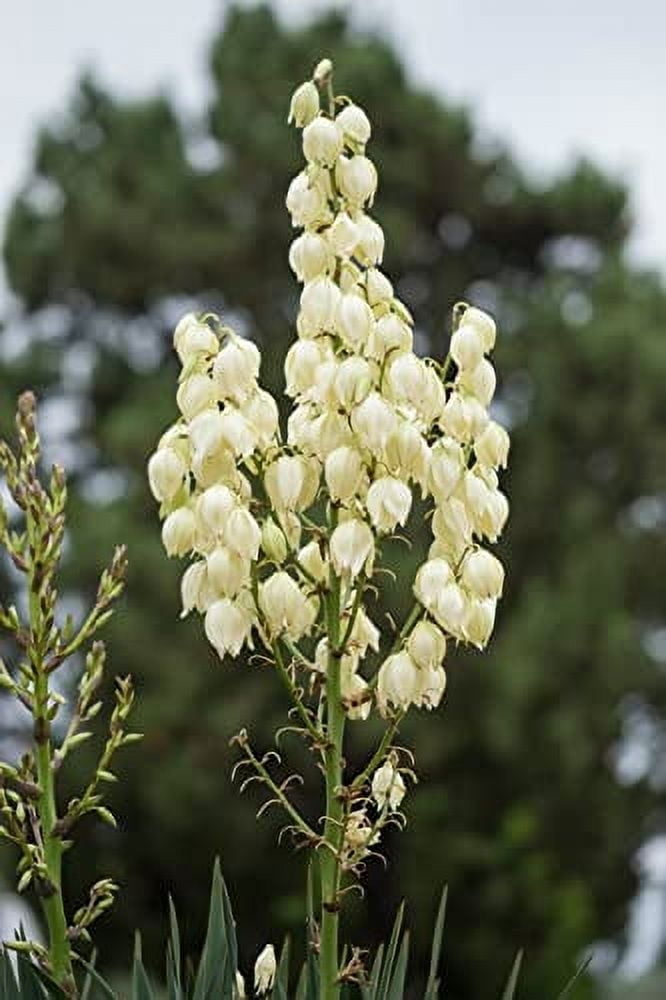 Yucca Seeds (Yucca filamentosa) 50 Seeds (0.5 Grams) - Walmart.com