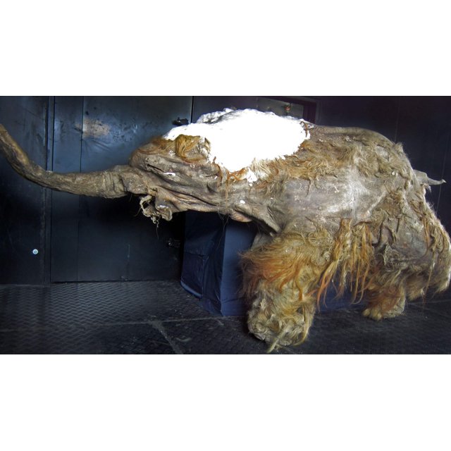 Yuka Preserved Woolly Mammoth Glossy Poster Picture Photo Print Banner ...