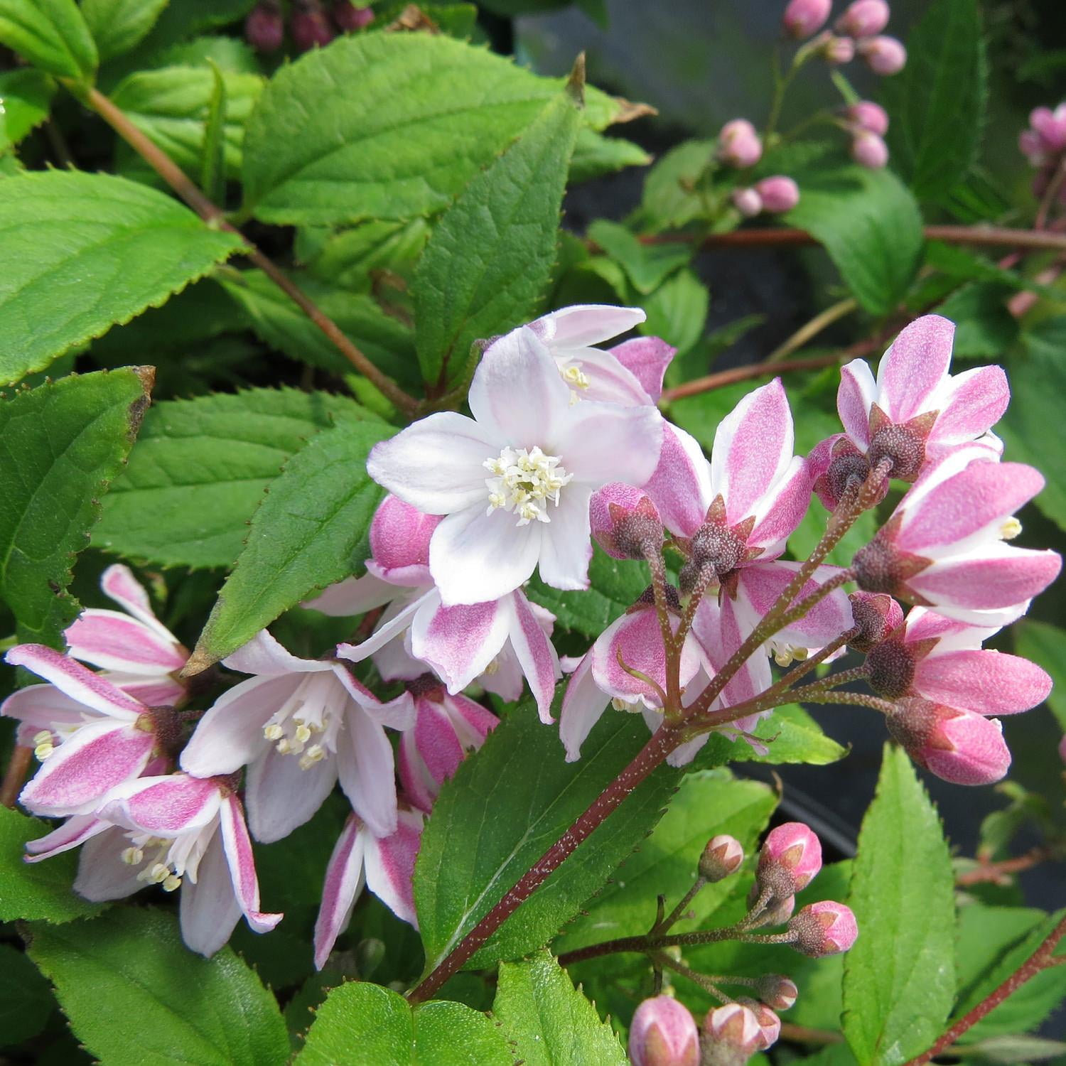 Yuki Cherry Blossom–Slender Deutzia–Compact Shrub with Pink Flowers 3 ...