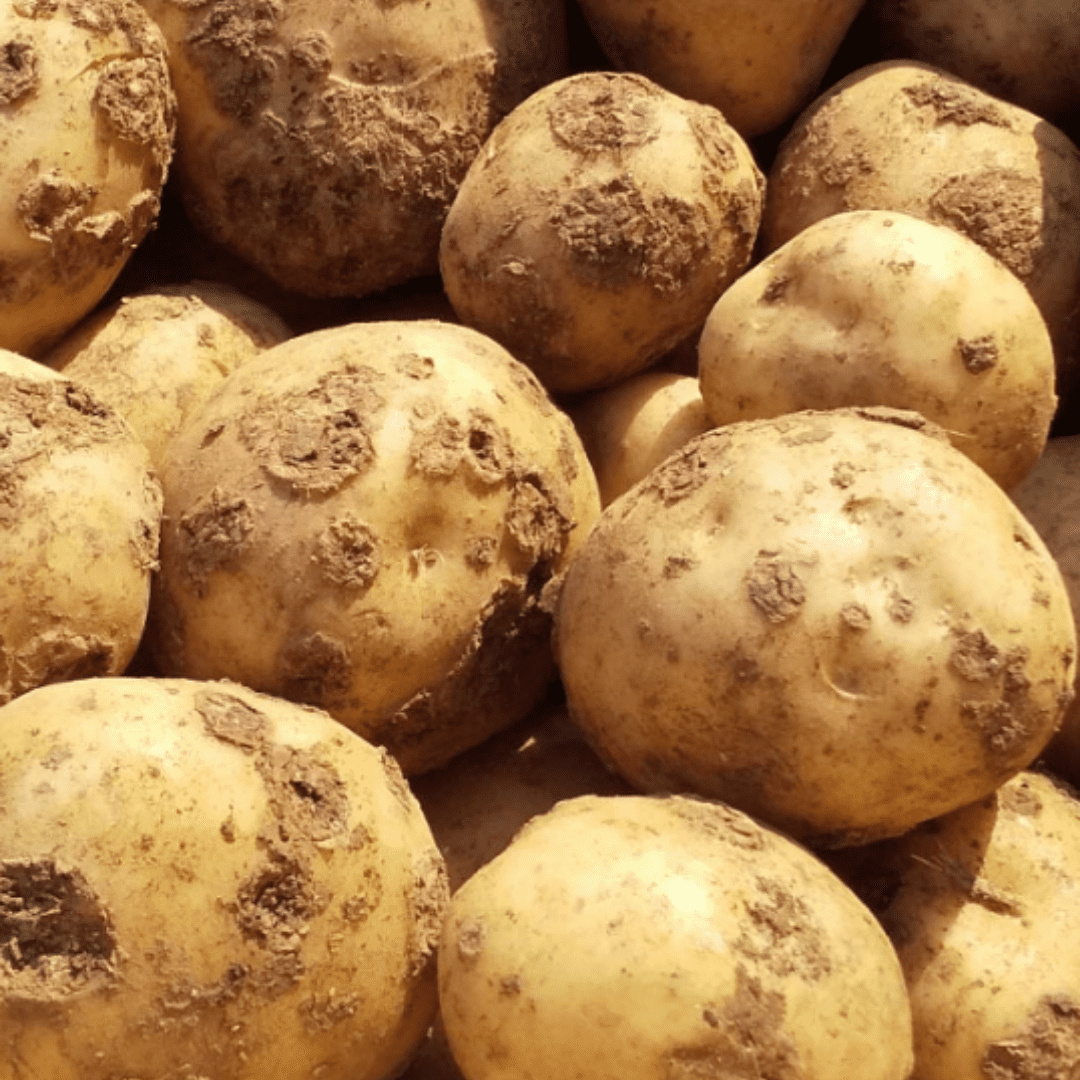 Yukon Gold Seed Potatoes for Planting, 4 Lbs, Heirloom, High Yields ...