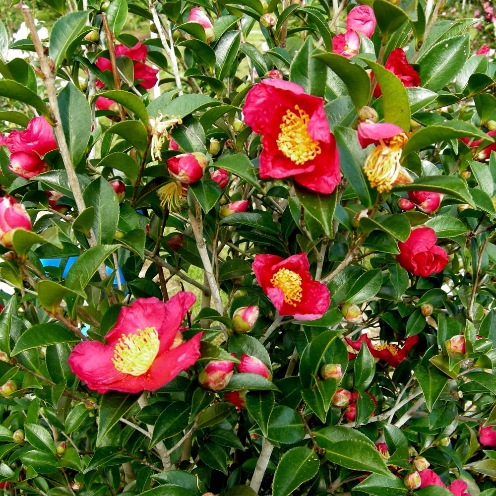 Expert Gardener Yuletide Camellia (2.5 Gallon) Blooming Evergreen Shrub ...