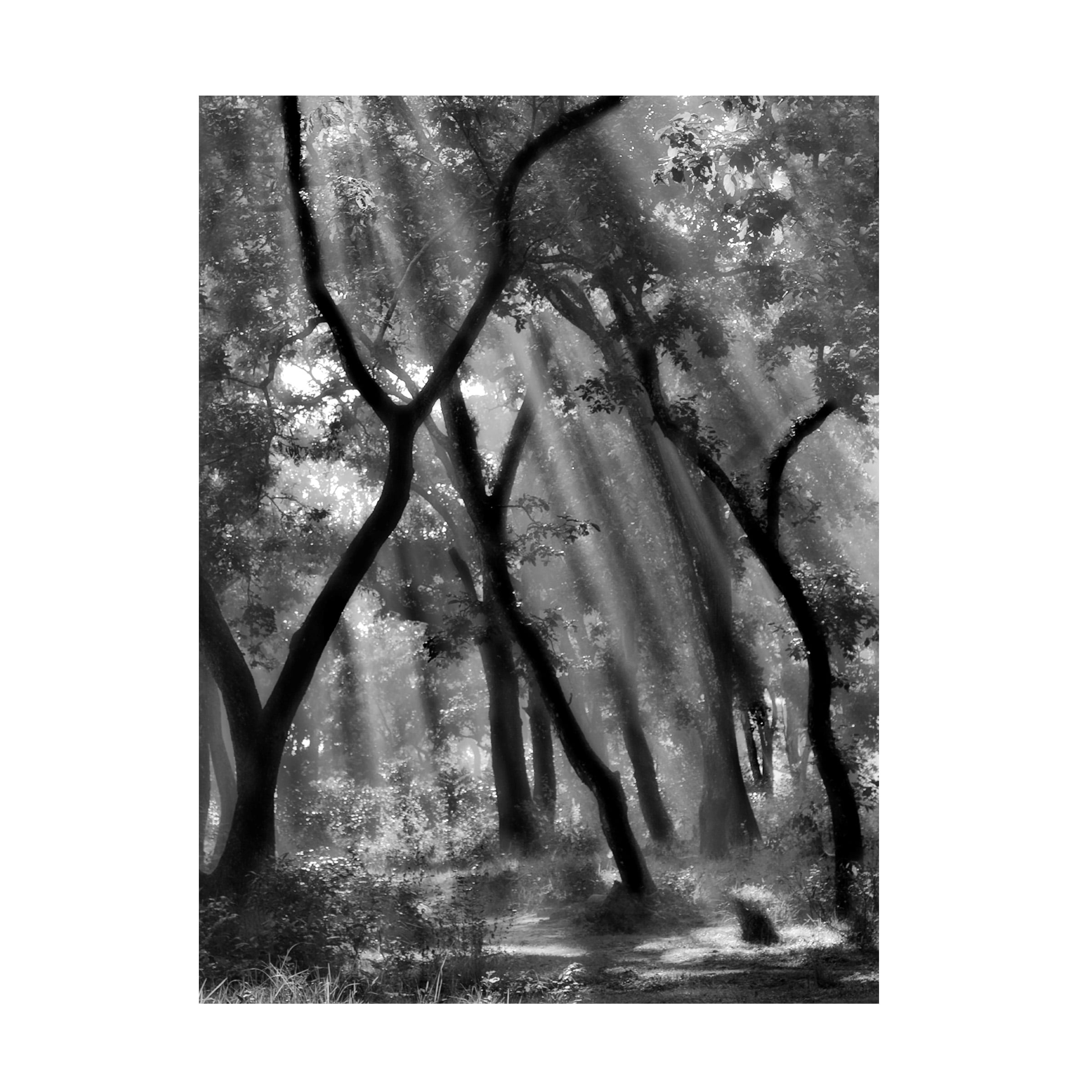 Yvette Depaepe 'Enchanted Forest ' Canvas Art - Walmart Business Supplies