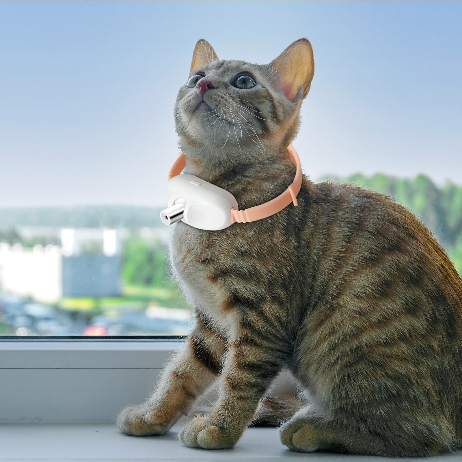 Ywbawe Pointer Collar for Cats, Automatic USB Rechargeable Interactive ...