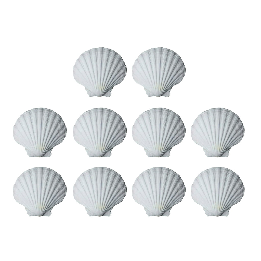 Ywmsfl 10PCS White Seashells Natural Scalloped Shells For Unique ...