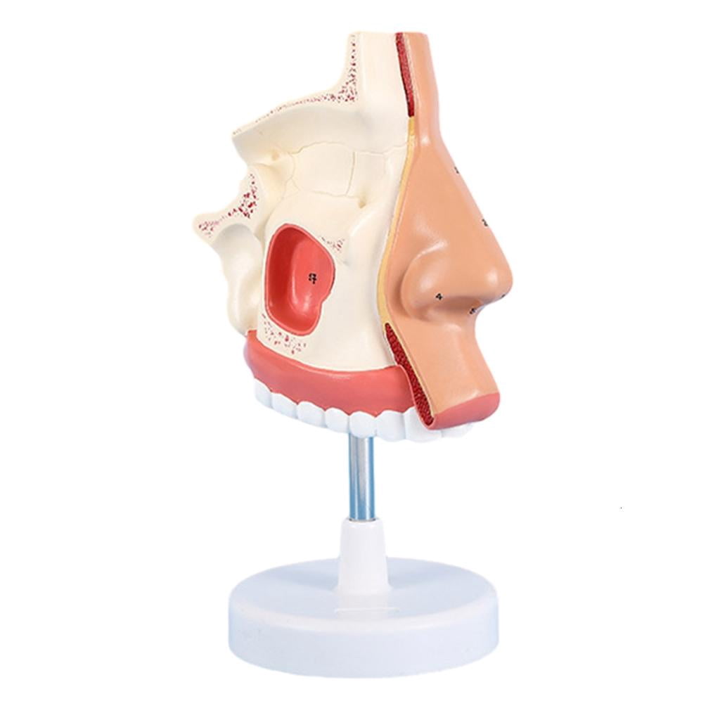 Ywmsfl Anatomical Nasal Cavity Model Life Size Nasal Anatomy Model ...