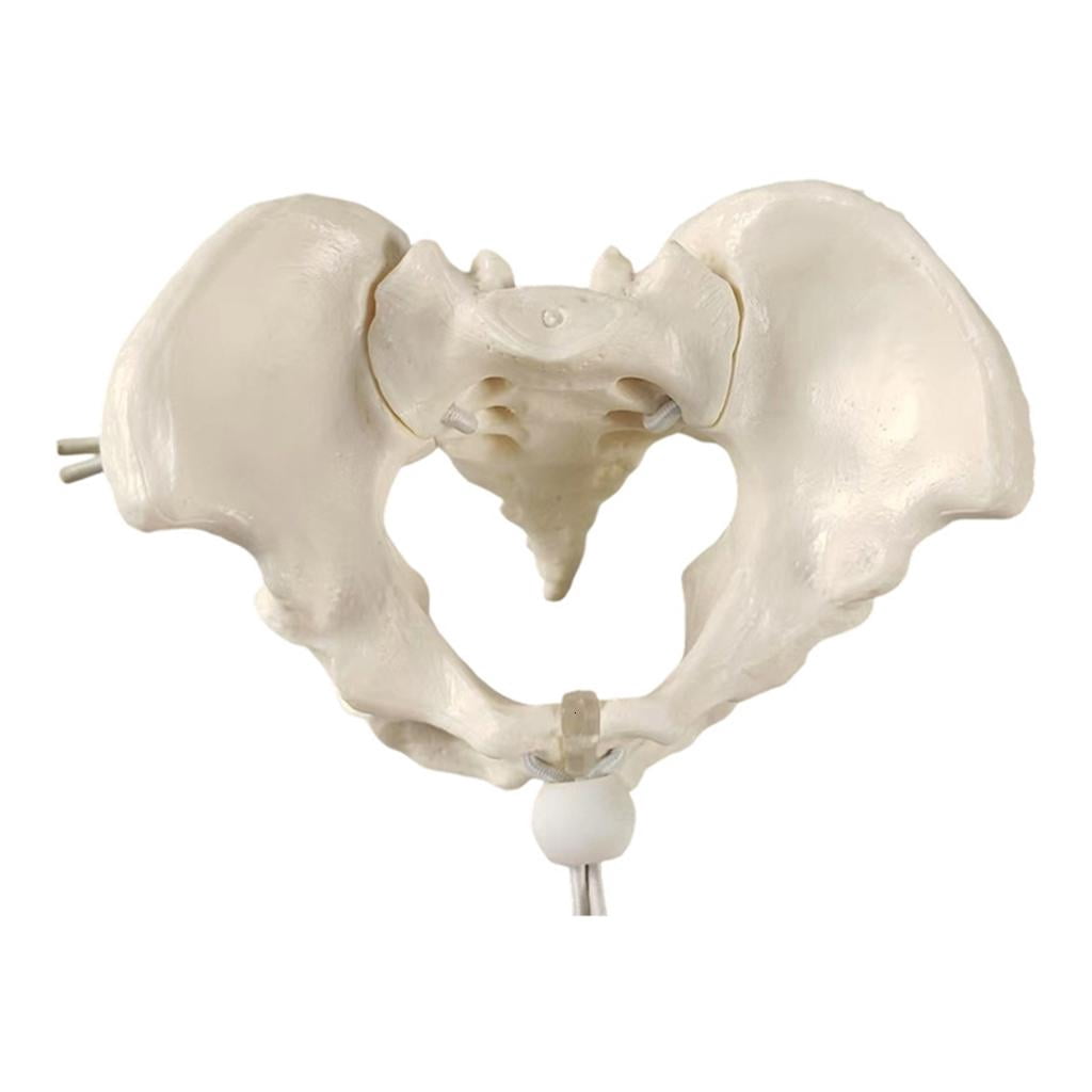Ywmsfl Human Female Pelvis Model Midwifery Teaching Aid Female Pelvic ...
