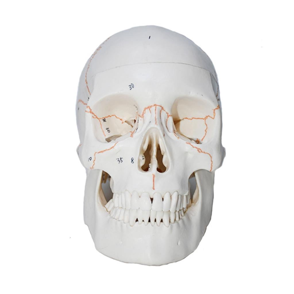 Ywmsfl Human Head Bone Model Life Size Anatomical Model, Removable Head ...