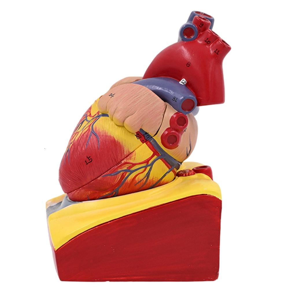 Ywmsfl Human Heart Model for Anatomy Anatomically Numbered Heart ...