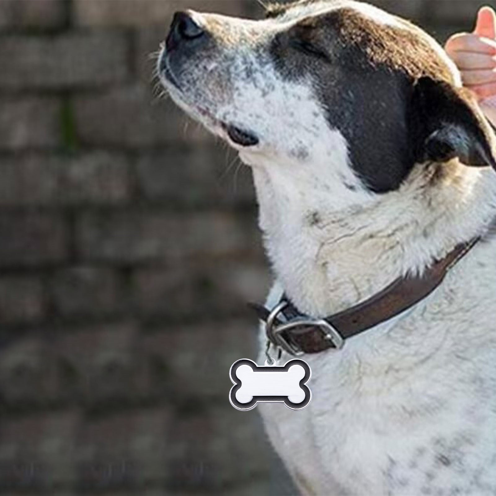 ZBFJINX ID Tags Pet Tags Metal Tags Kirsite Sparkling Powder Bone ...