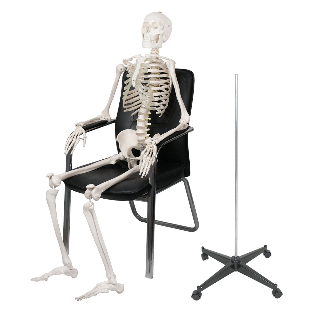 Anatomical model: mini skeleton - Walmart.com