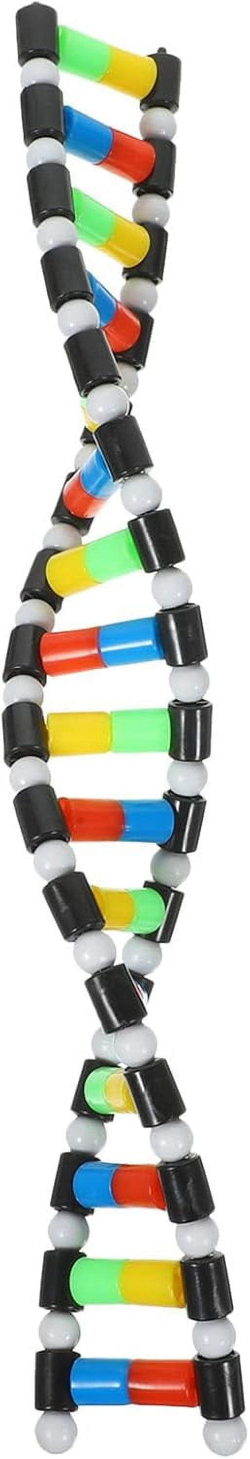 ZHAAGRJ DNA Model Kit, DNA Model Double Helix Model DNA Display ...