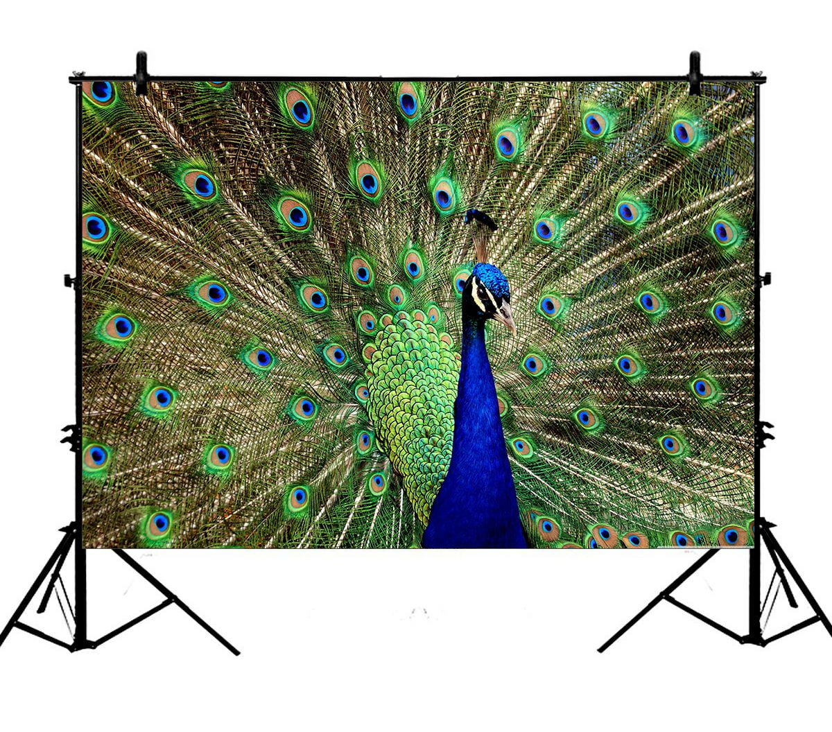 ZKGK 7x5ft Peacock Feathers Polyester Photography Backdrop For Studio ...