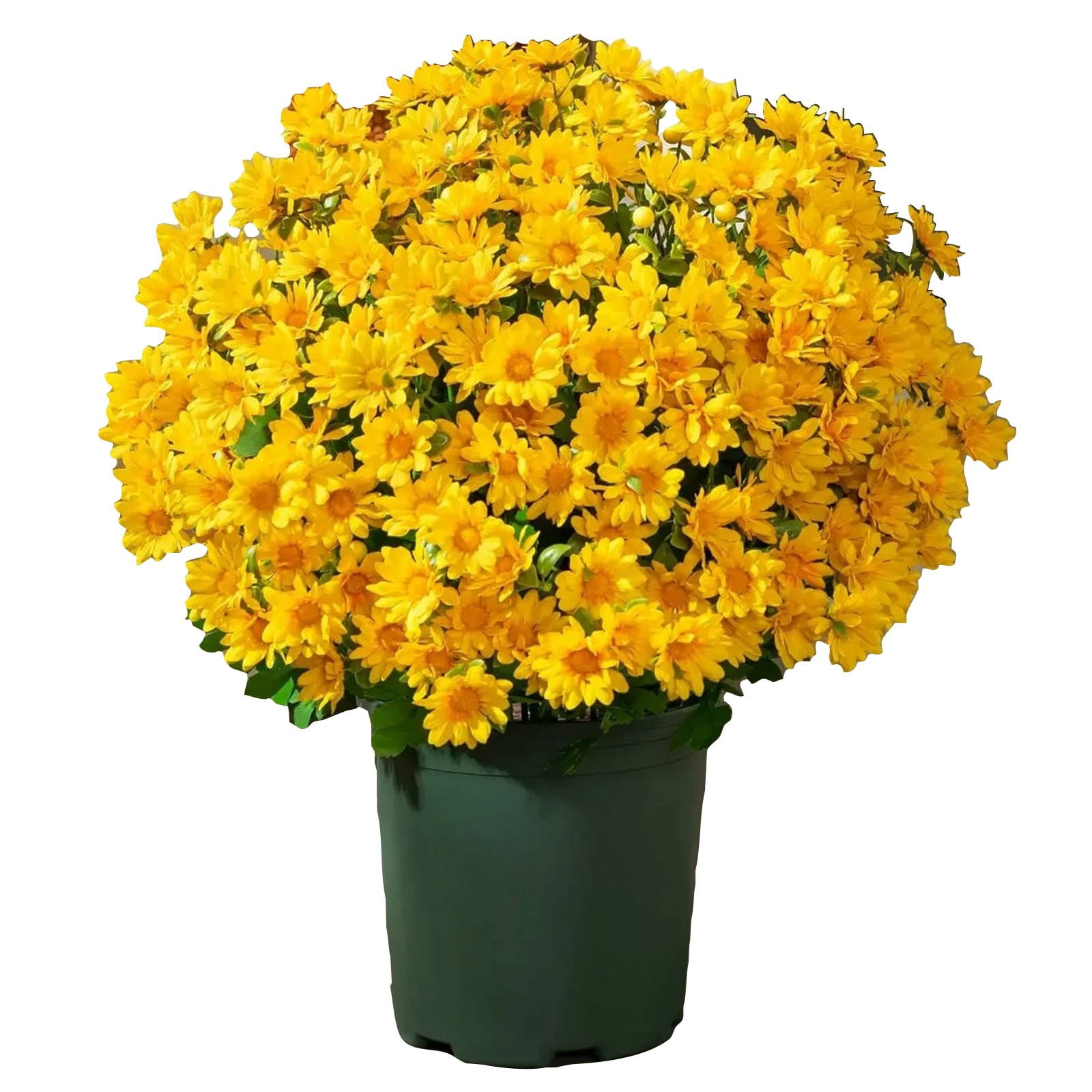 ZLBDYG Plastic Artificial Sunset Chrysanthemum Flowers - 5 Bundles UV ...