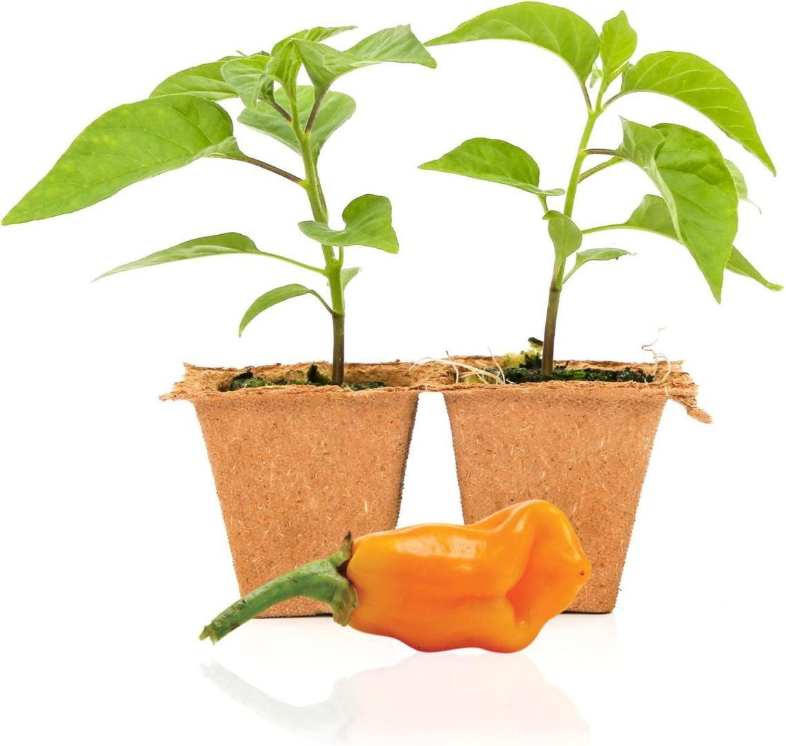 ZLGP Datil Pepper Plants – 2 Live Hot Chili Plants – 2 to 6 Inches Tall ...