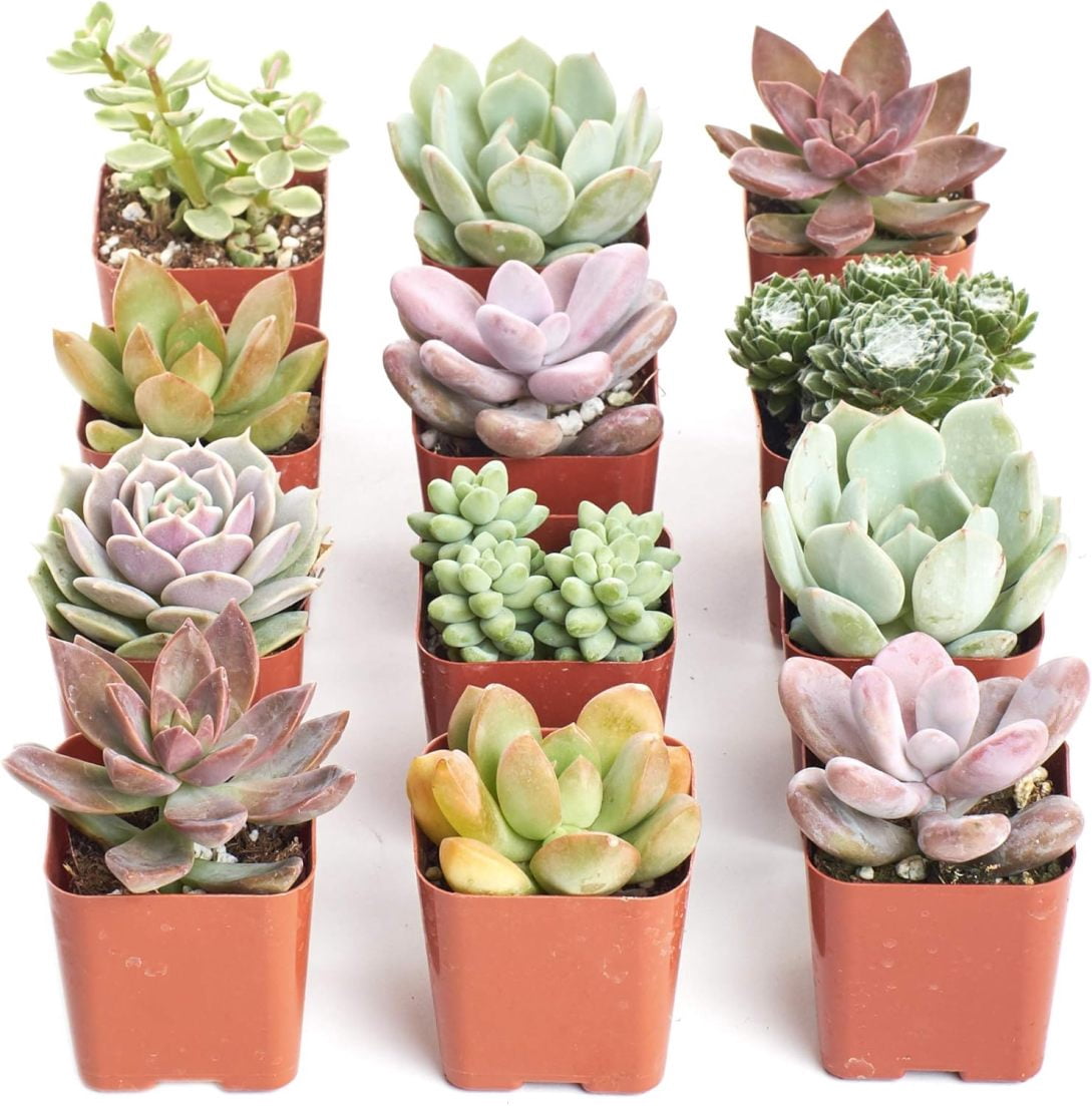 ZLGP | Soft Hue Collection Assortment of Hand Selected, Fully Rooted ...