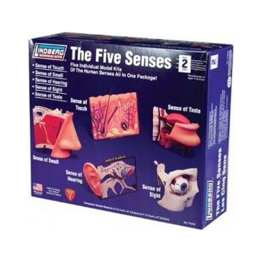 ZM71315 - HUMAN 5 SENSES ANATOMY MODEL KIT LINDBERG UNASSEMBLED ...