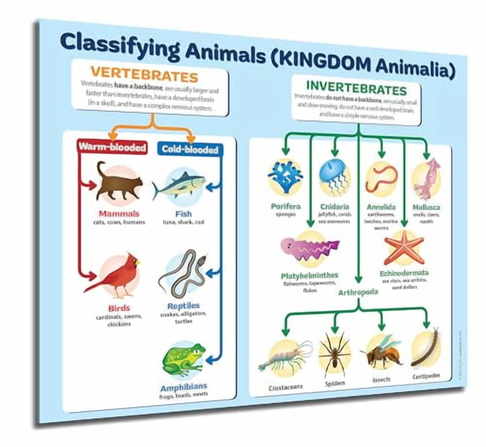 ZOCO - Animal Kingdom Classification Posters (5 Pack) - Zoology ...