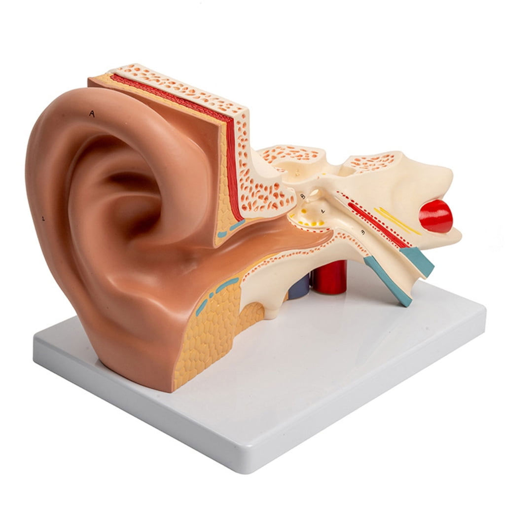 ZPAQI Anatomical Auditory Organ Model Enlarged Human Ear Anatomy Model ...