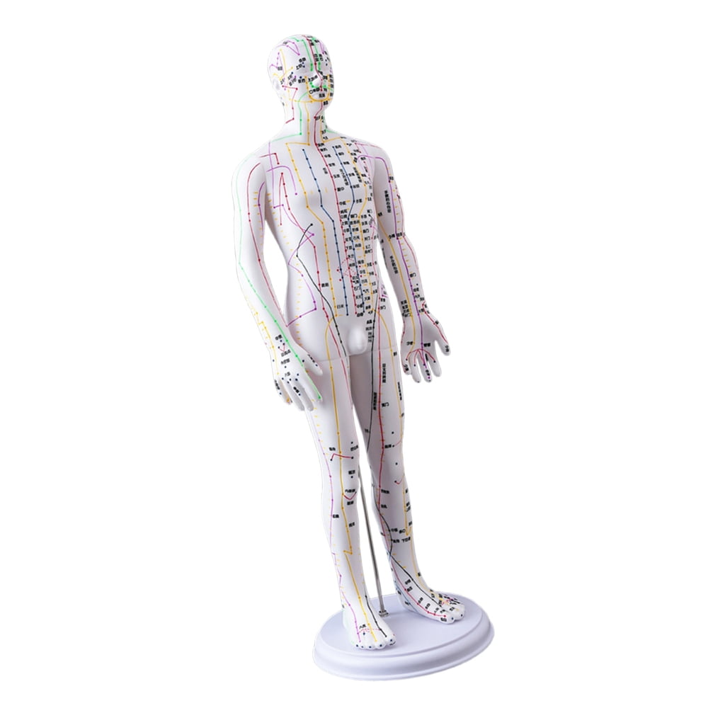 ZPAQI Human Acupuncture Model with Chinese Point for Acupressure ...