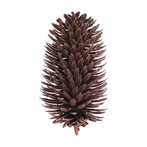 Giant Pinecones