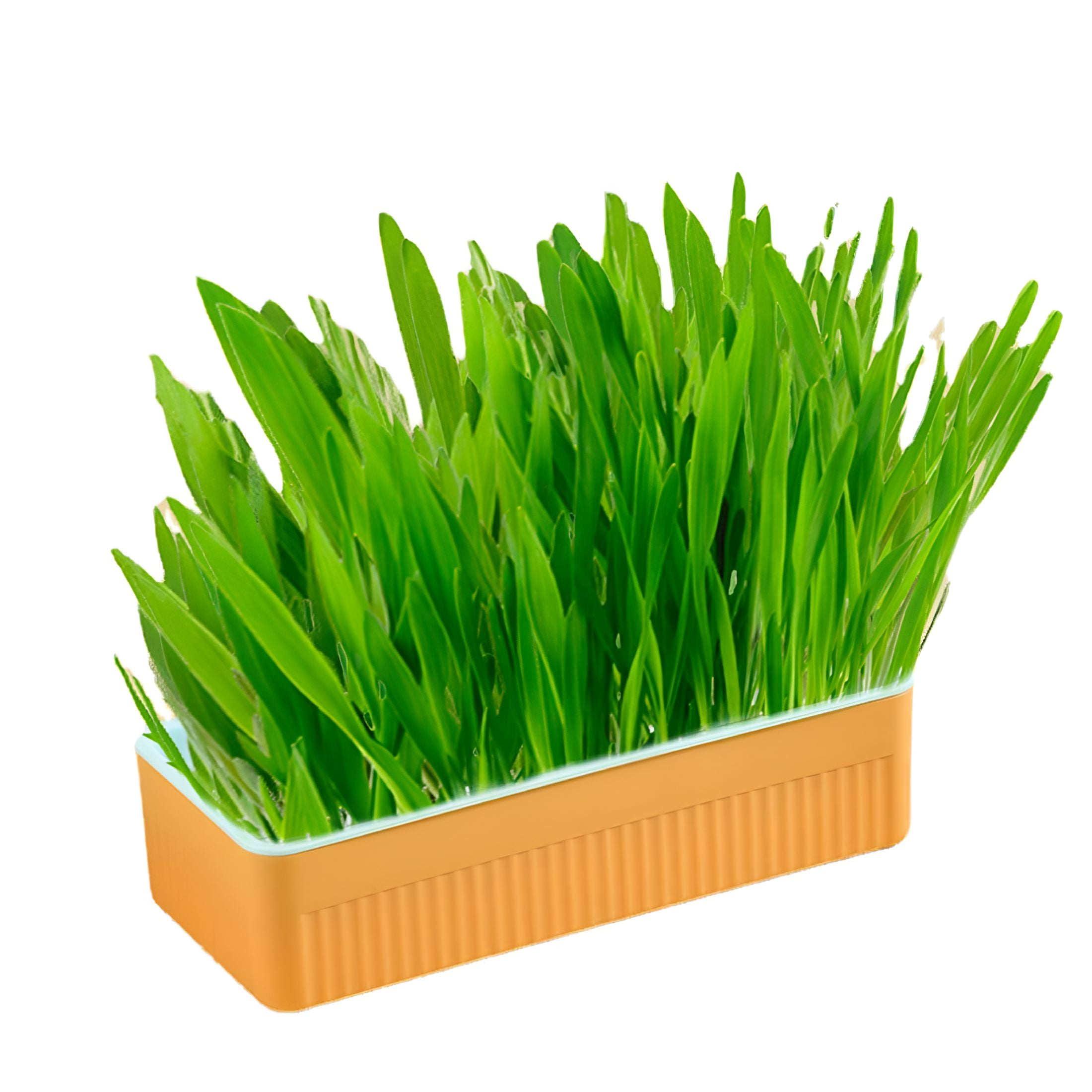 ZULAR 2026 New Hydroponic Cat Grass Kit Soil Free Growing Catnip Cat ...