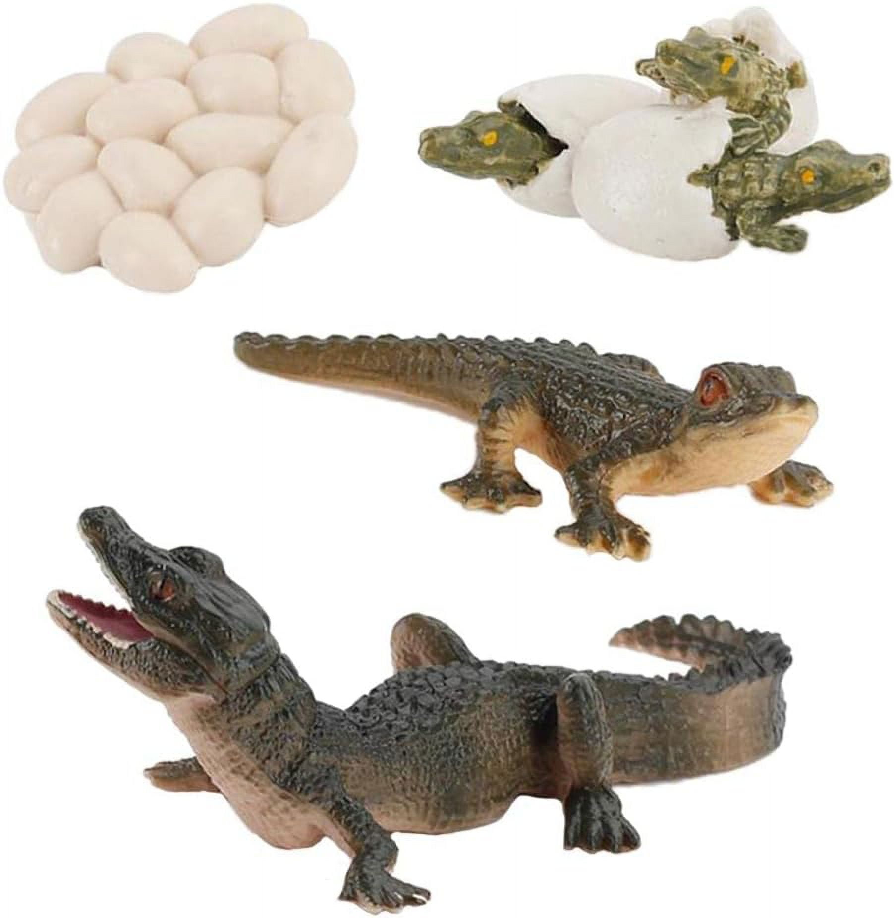 ZX Animal Life Cycle Alligator Model Children Child Pre- Early-0810 ...