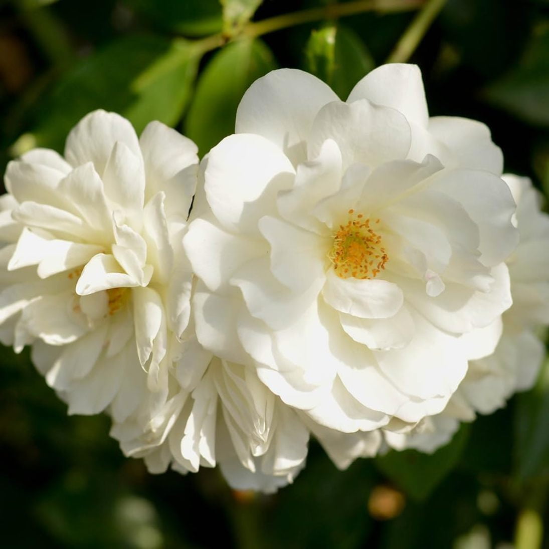 ZXXP Climbing Rose Plant - CL Iceberg White Rose Bush, Climber Roses ...