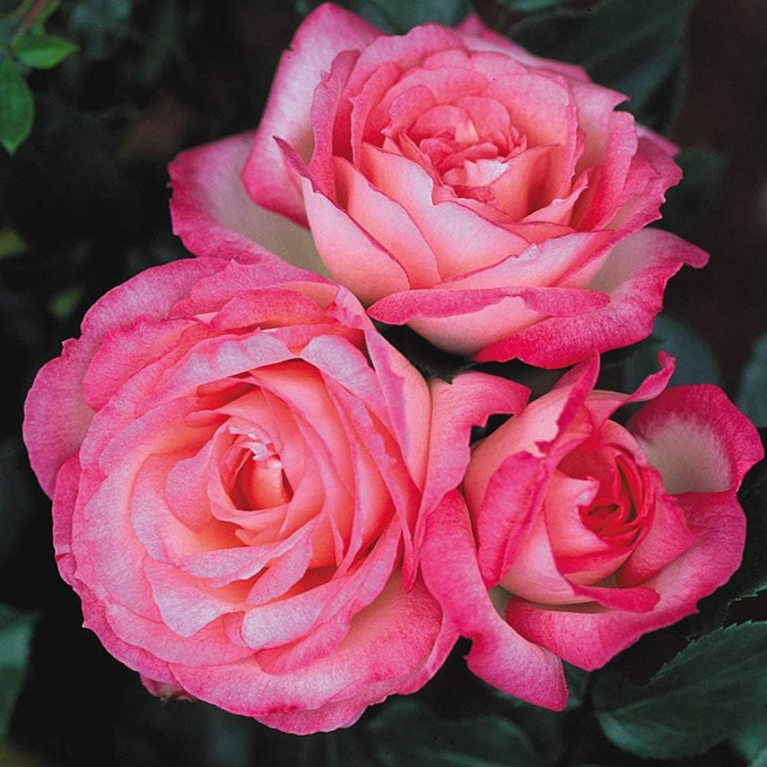 ZXXP Climbing Rose Plant - Kiss of Desire Rose Bush, Roses Live Plant ...