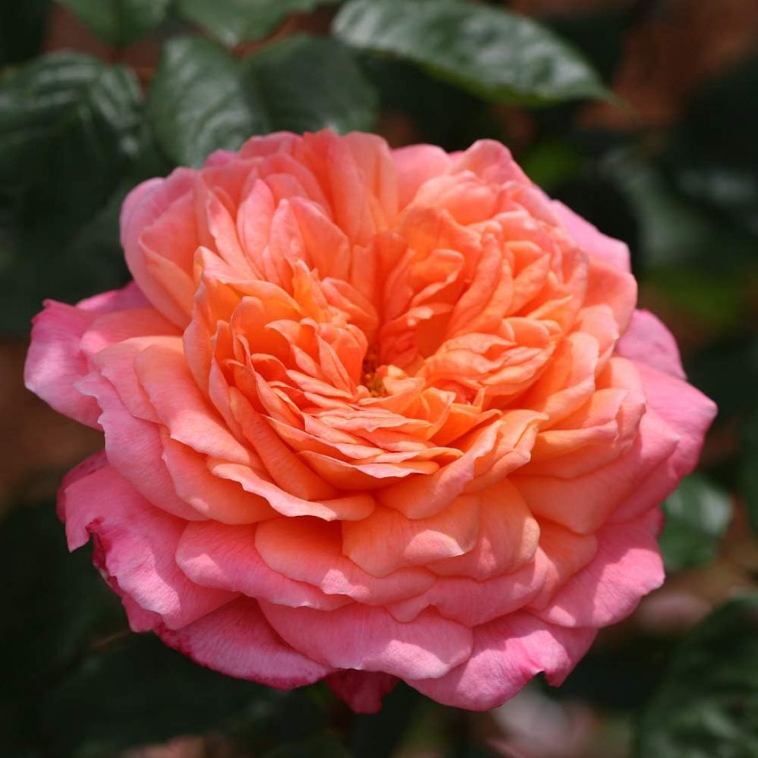 ZXXP Climbing Rose Plant - Portlandia™ Rose Bush, Shrub Live Plant for ...