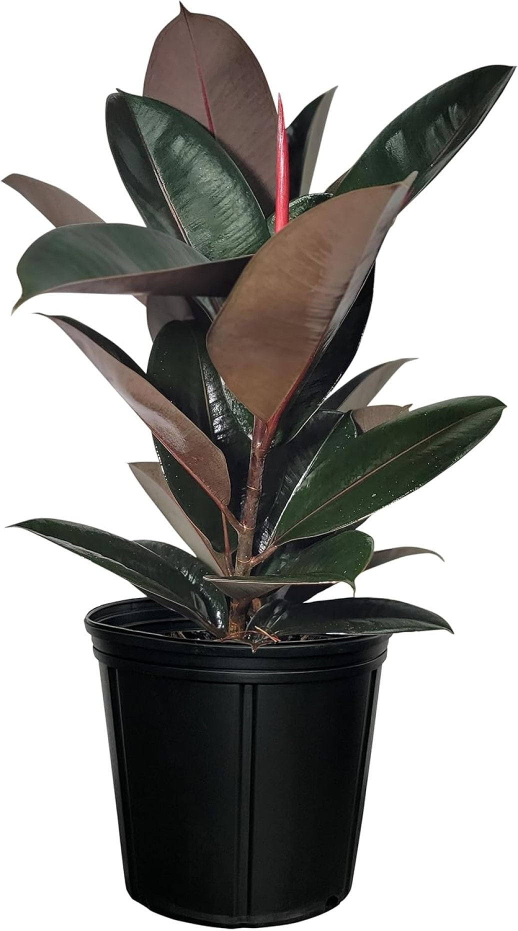 ZXXP Ficus Burgundy Rubber, Live Plant, Easy Care Indoor Tree, Large ...