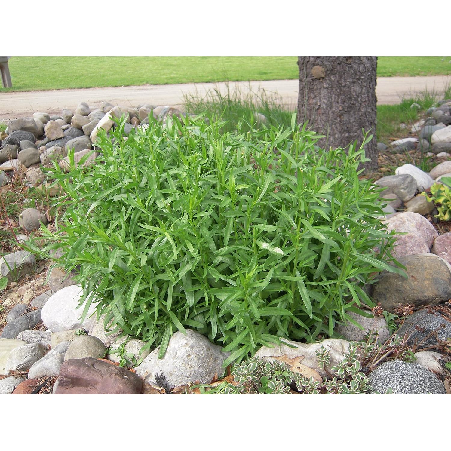 ZXXP French Tarragon Herb Plants - Two (2) Live Plants – Non-GMO - Not Seeds - Each 4" to 8 ...